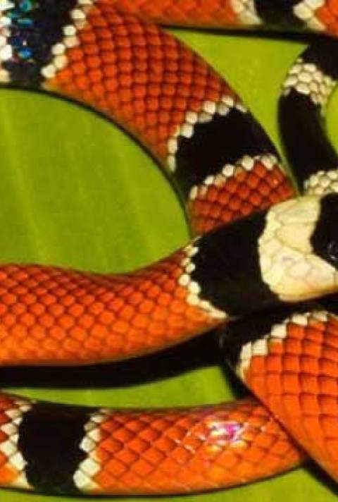 Micrurus distans | Redtox