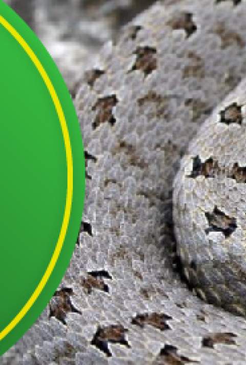 Las Cascabeles del Estado de Nuevo León, México | Redtox