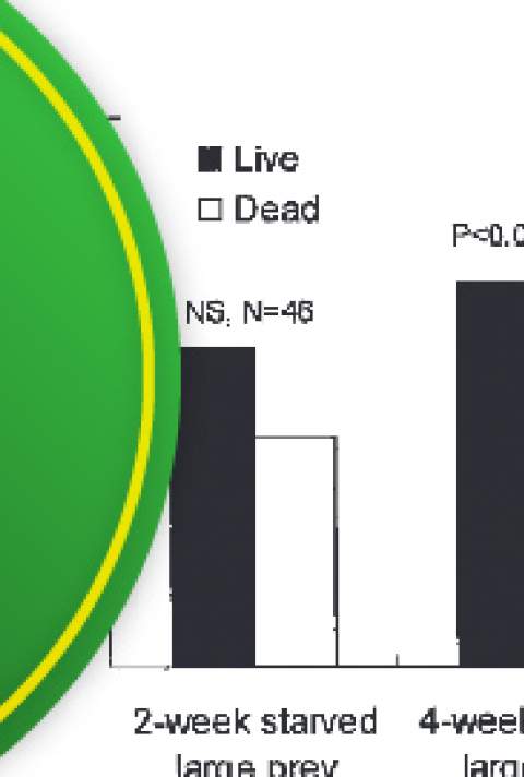 Are brown recluse spiders, Loxosceles reclusa (Araneae, Sicariidae ...