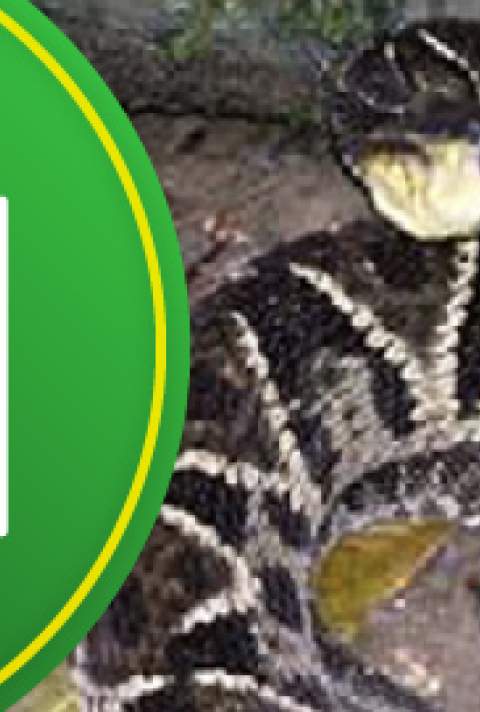 Natural history of the terciopelo Bothrops asper (Serpentes: Viperidae ...