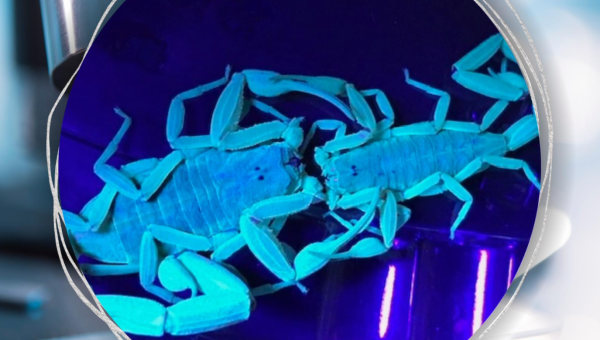 Alacranes sinantrópicos de Mérida, Yucatán, México. | Redtox