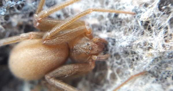 Violins we see, species we don’t… Species delimitation of the spider ...